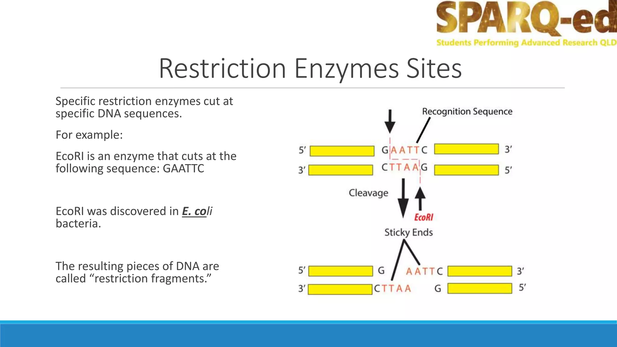 Presentation A - Using Restriction Enzymes.pptx
