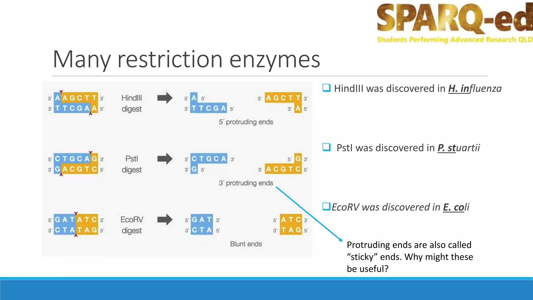 Presentation A - Using Restriction Enzymes.pptx