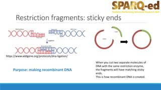Presentation A - Using Restriction Enzymes.pptx
