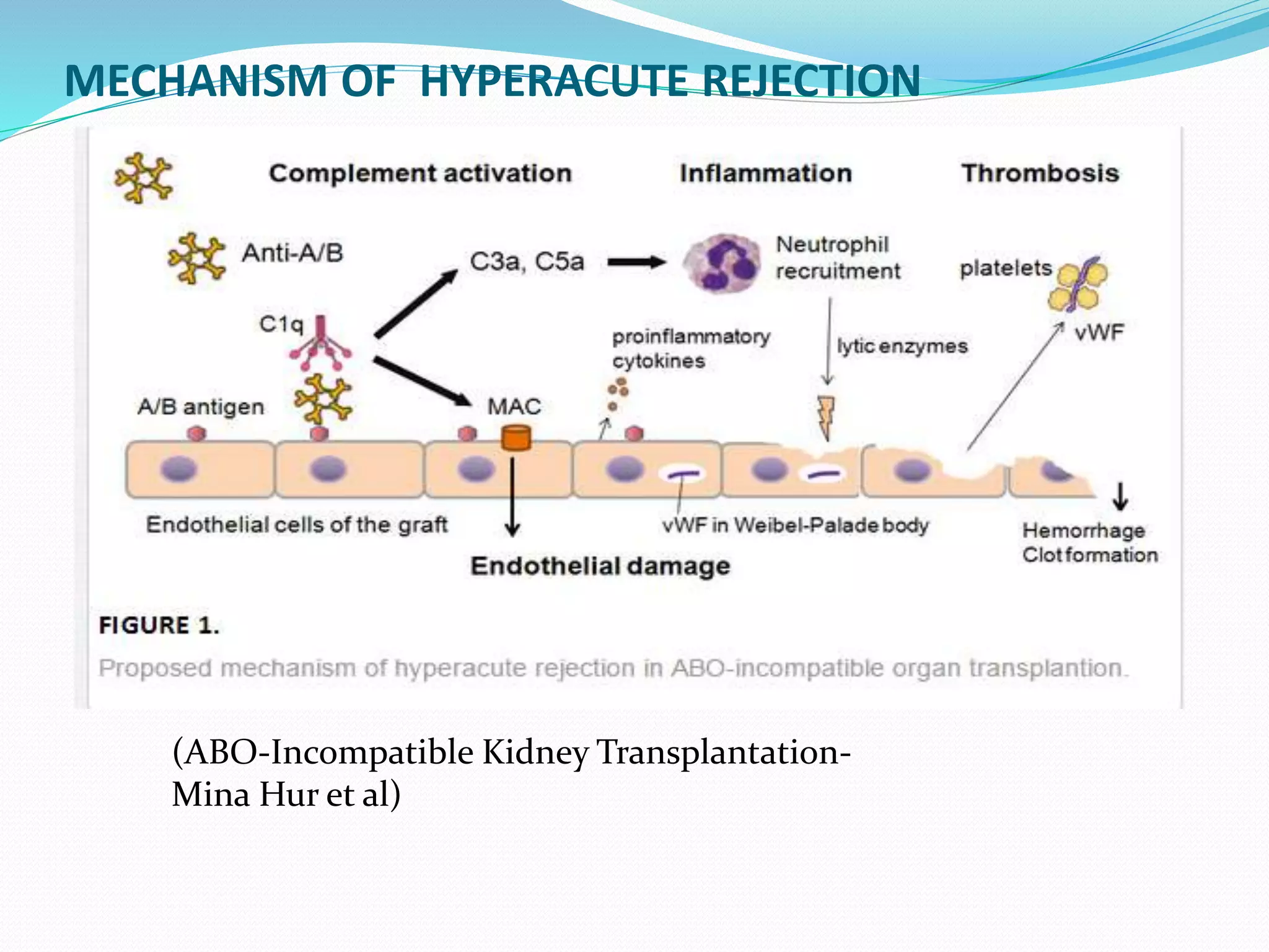 ABOi titers Methodology and Interpretation | PPTX