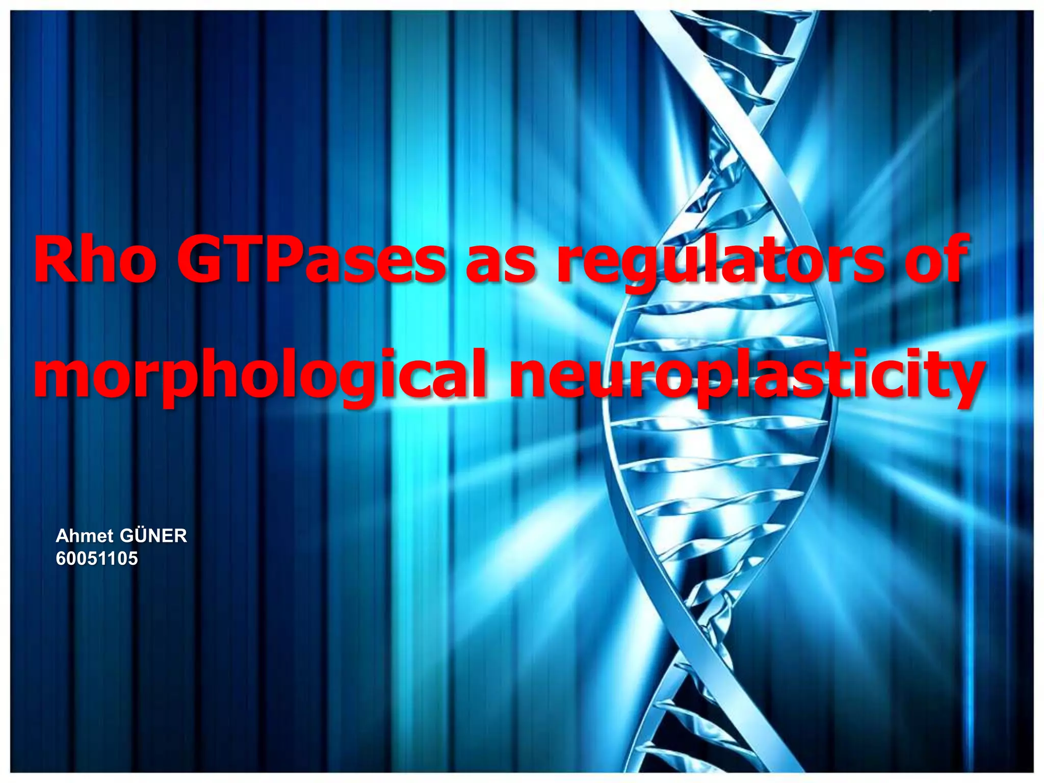 Rho GTPases as regulators of morphological neuroplasticity | PPT