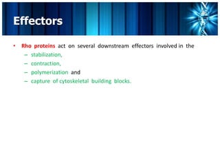 Rho GTPases as regulators of morphological neuroplasticity | PPT