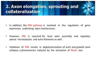 Rho GTPases as regulators of morphological neuroplasticity | PPT