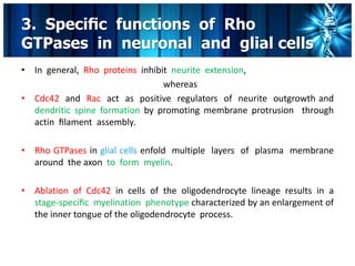 Rho GTPases as regulators of morphological neuroplasticity | PPT
