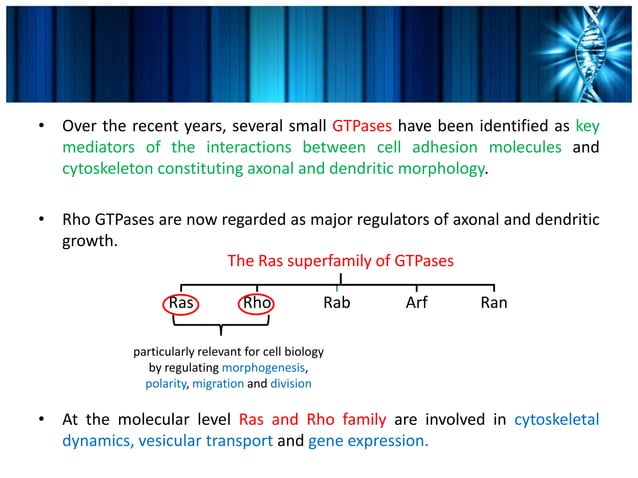Rho GTPases as regulators of morphological neuroplasticity | PPT