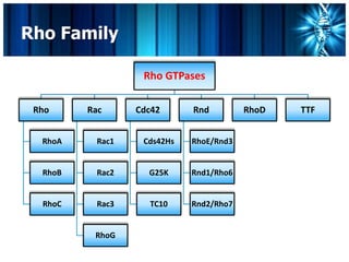 Rho GTPases as regulators of morphological neuroplasticity | PPT