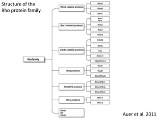 Rho GTPases as regulators of morphological neuroplasticity | PPT