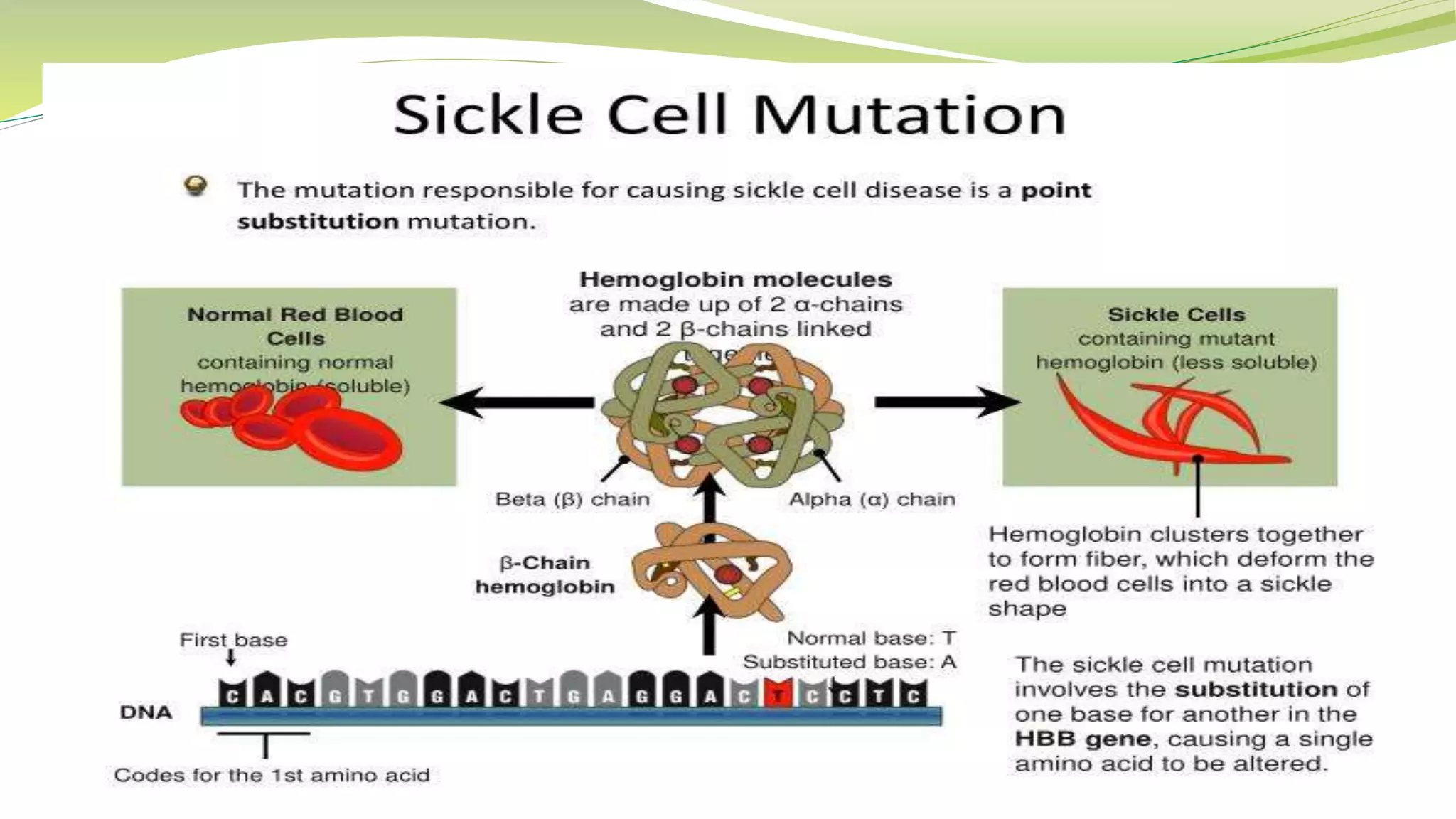 Presentation about sickle_cell_anemia_ | PPTX