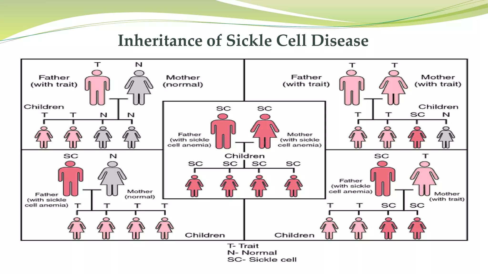 Presentation about sickle_cell_anemia_ | PPTX