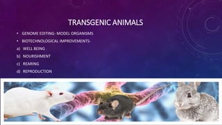 Future of innovations in transgenic animals | PPTX