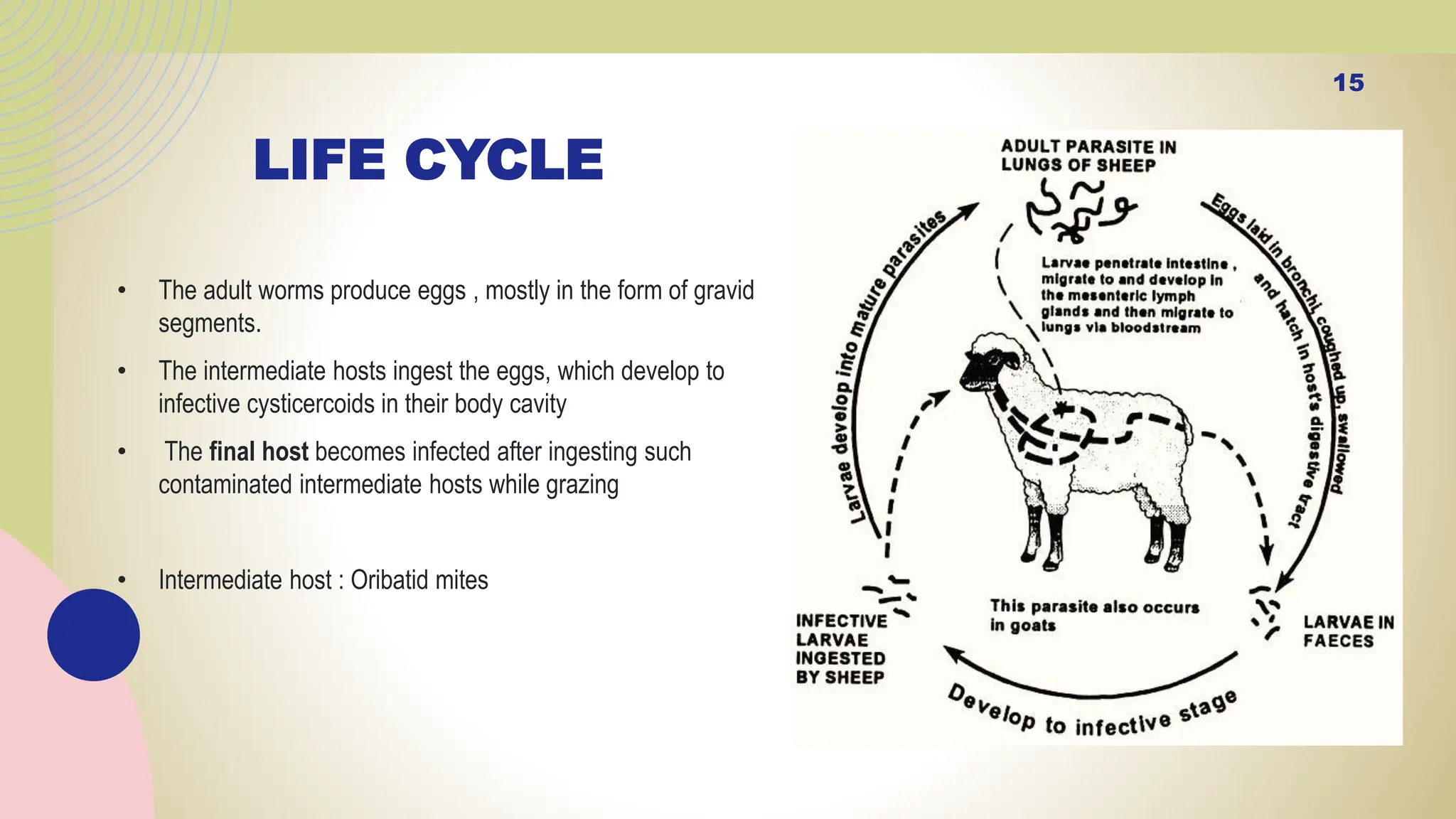 A presentation on Ruminant parasites . | PPTX