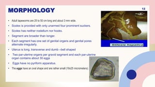A presentation on Ruminant parasites . | PPTX