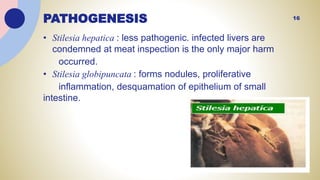 A presentation on Ruminant parasites . | PPTX
