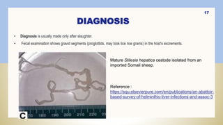 A presentation on Ruminant parasites . | PPTX