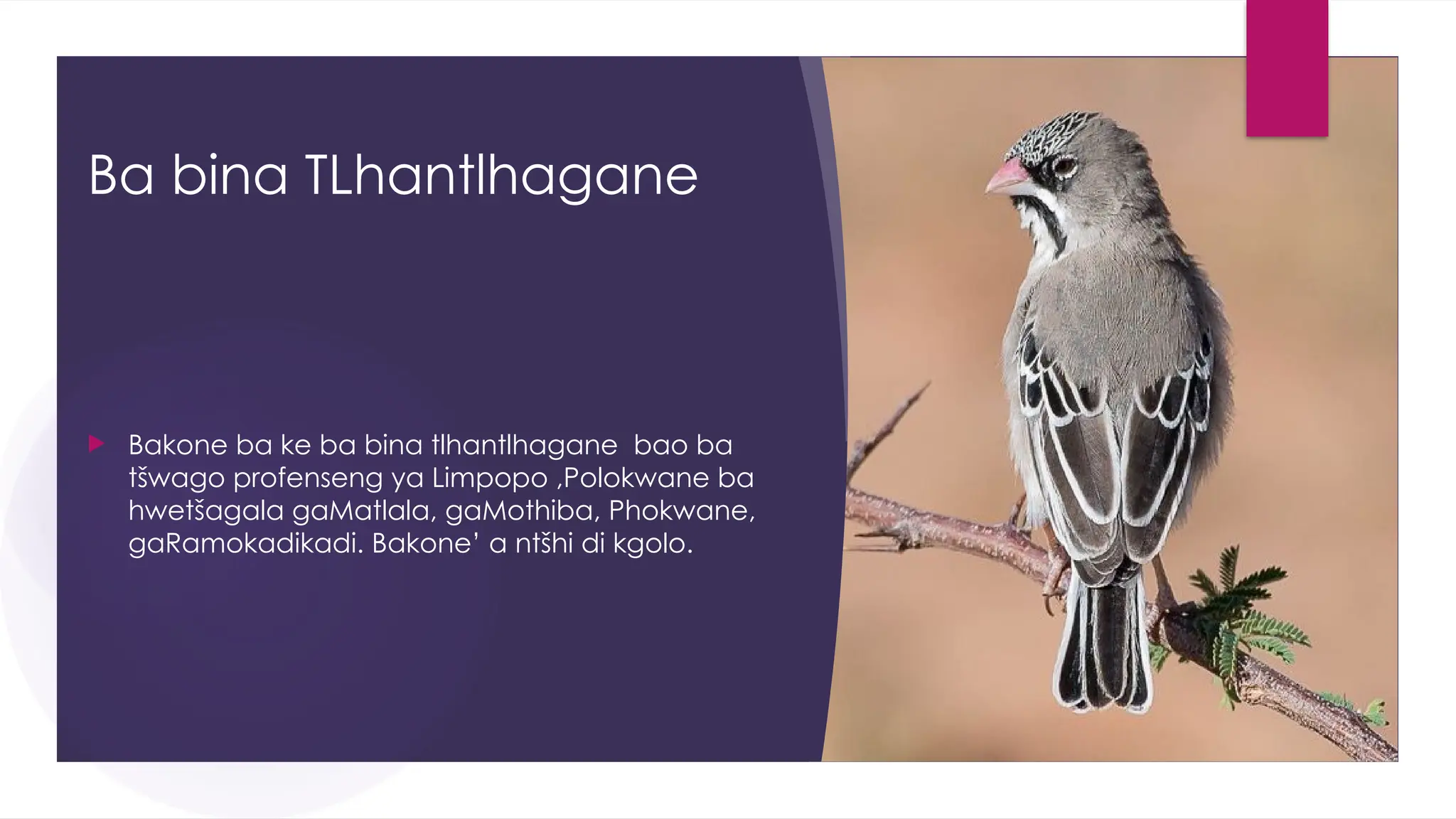 BAKONE Hatfield Presentation AFT 121.pptx