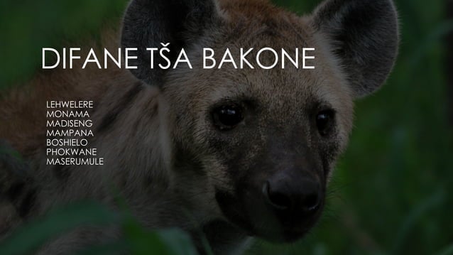 BAKONE Hatfield Presentation AFT 121.pptx