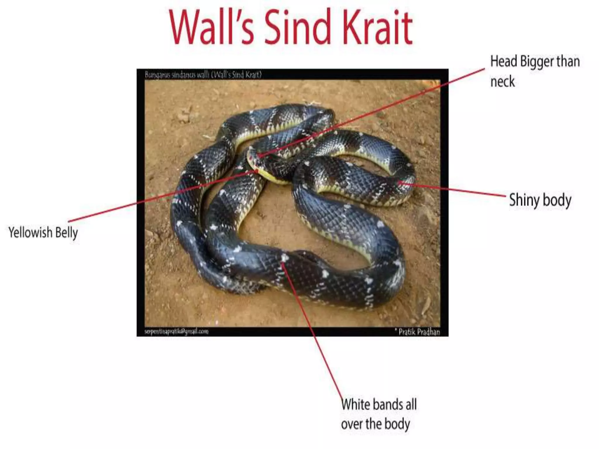 Expert System for Detecting and Preventing Human Death from Snake Bite ...