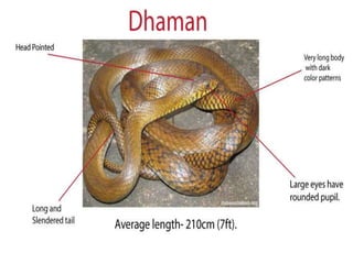 Expert System for Detecting and Preventing Human Death from Snake Bite ...