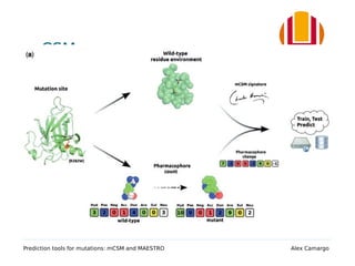 Prediction tools for mutations: mCSM and MAESTRO | PDF