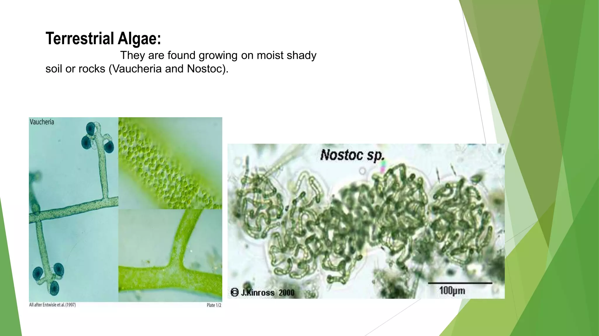 Algae | PPT
