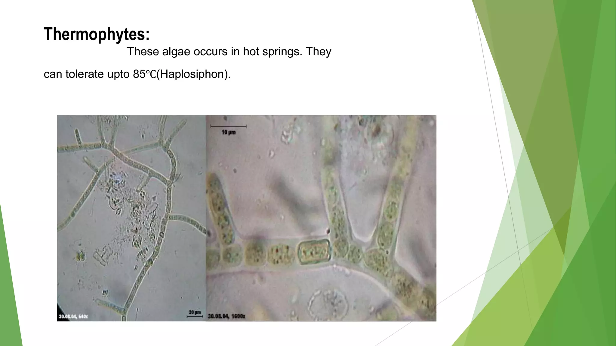Algae Ppt