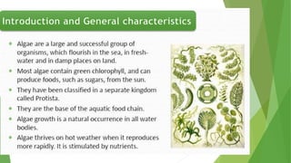 Algae | PPTX