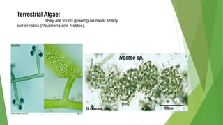 Algae | PPTX