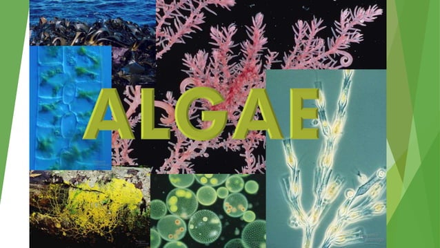 Algae | PPT