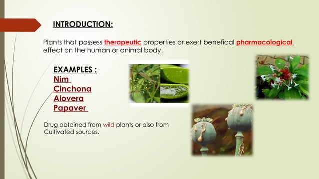 Presentation ALIBHA-1 (botany) hons 2 final form.pptx