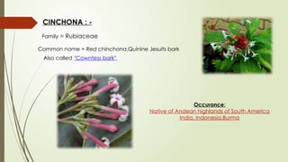 Presentation ALIBHA-1 (botany) hons 2 final form.pptx