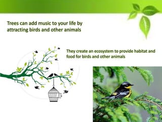 Importance of Trees | PPTX