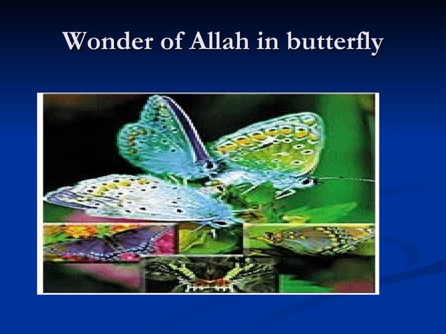 Presentation allah | PPT