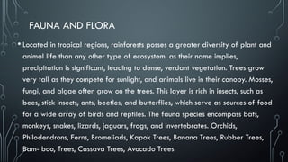 Powerpoint Presentation About Rain Forest | PPT
