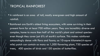 Powerpoint Presentation About Rain Forest | PPT | Free Download