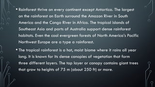 Powerpoint Presentation About Rain Forest | PPTX
