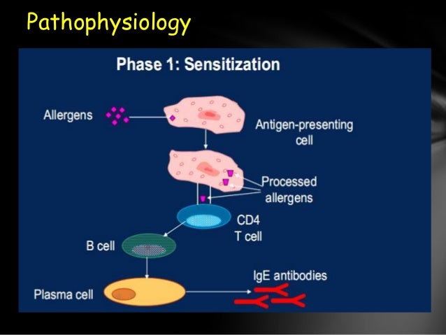 Allergic Rhinitis Pathophysiology
