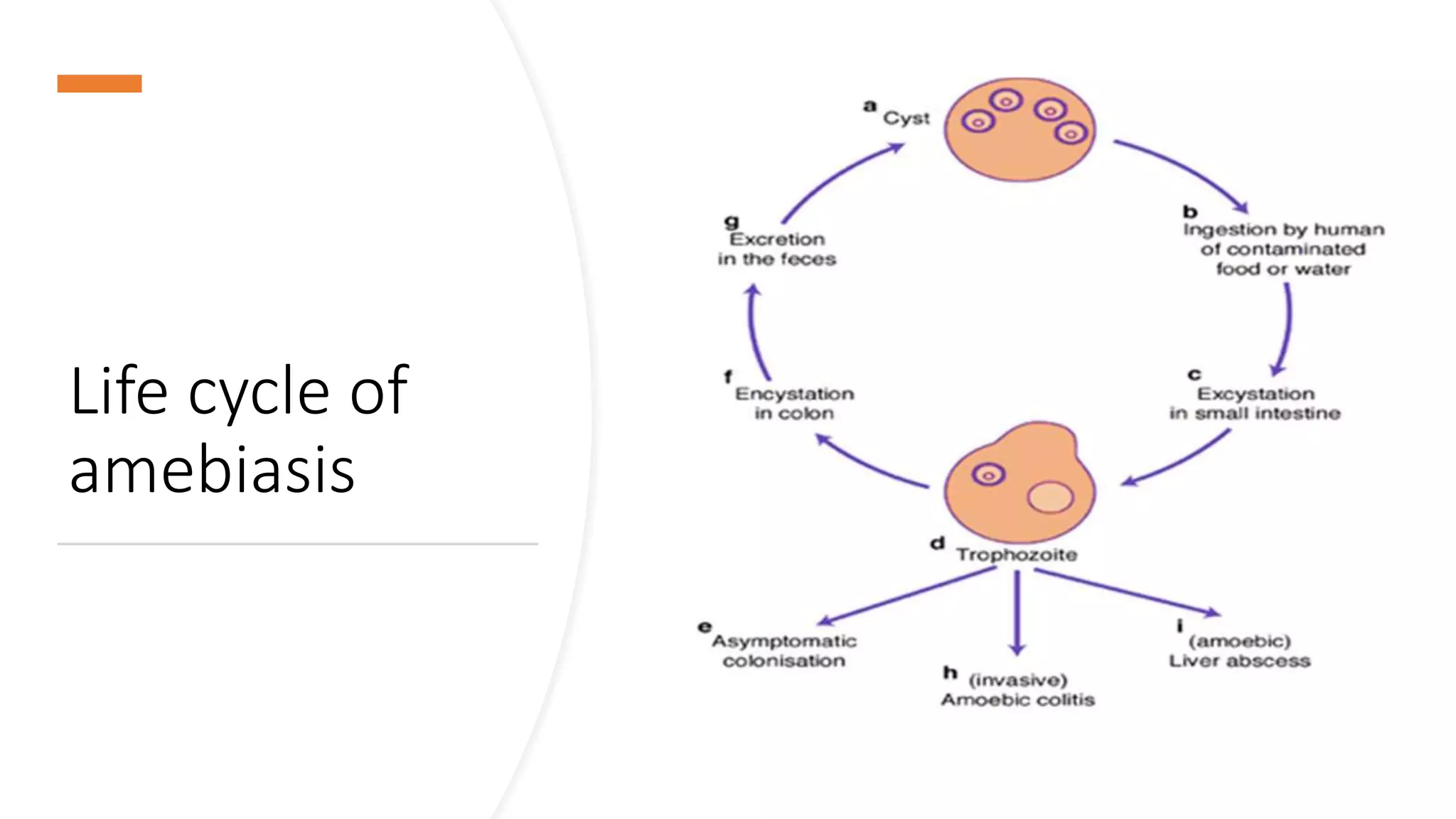 Amebiasis and Future perspective | PPT