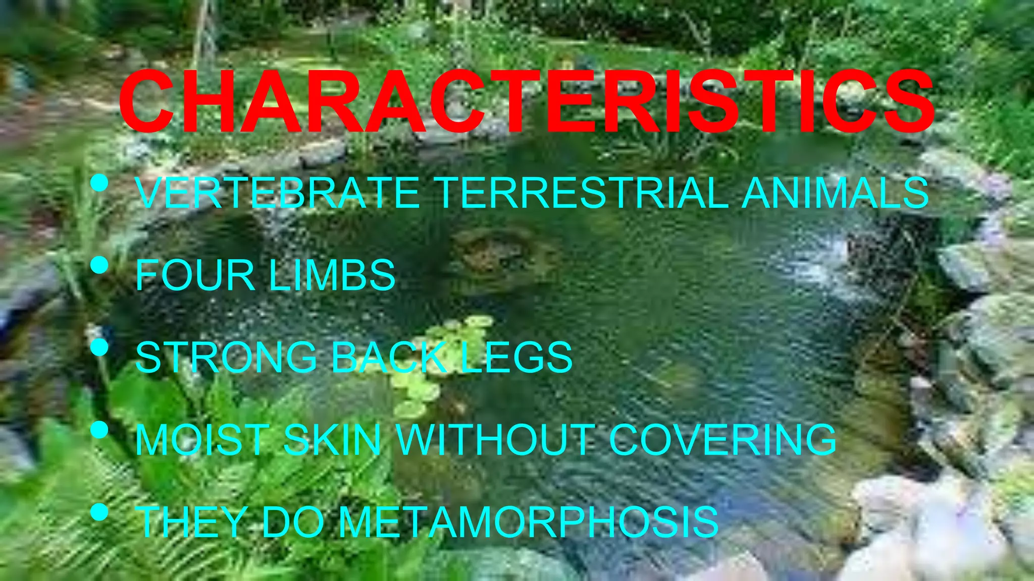 Amphibians , by Jairo,Pau and Javi | PPT | Reptiles | Pets