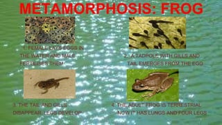 Amphibians , by Jairo,Pau and Javi | PPT | Reptiles | Pets
