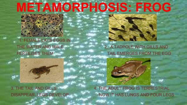 Amphibians , by Jairo,Pau and Javi | PPT | Reptiles | Pets