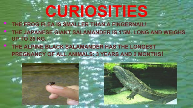 Amphibians , by Jairo,Pau and Javi | PPT | Reptiles | Pets