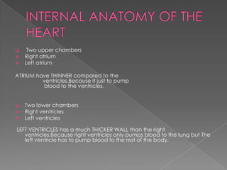 Presentation anatomy | PPTX