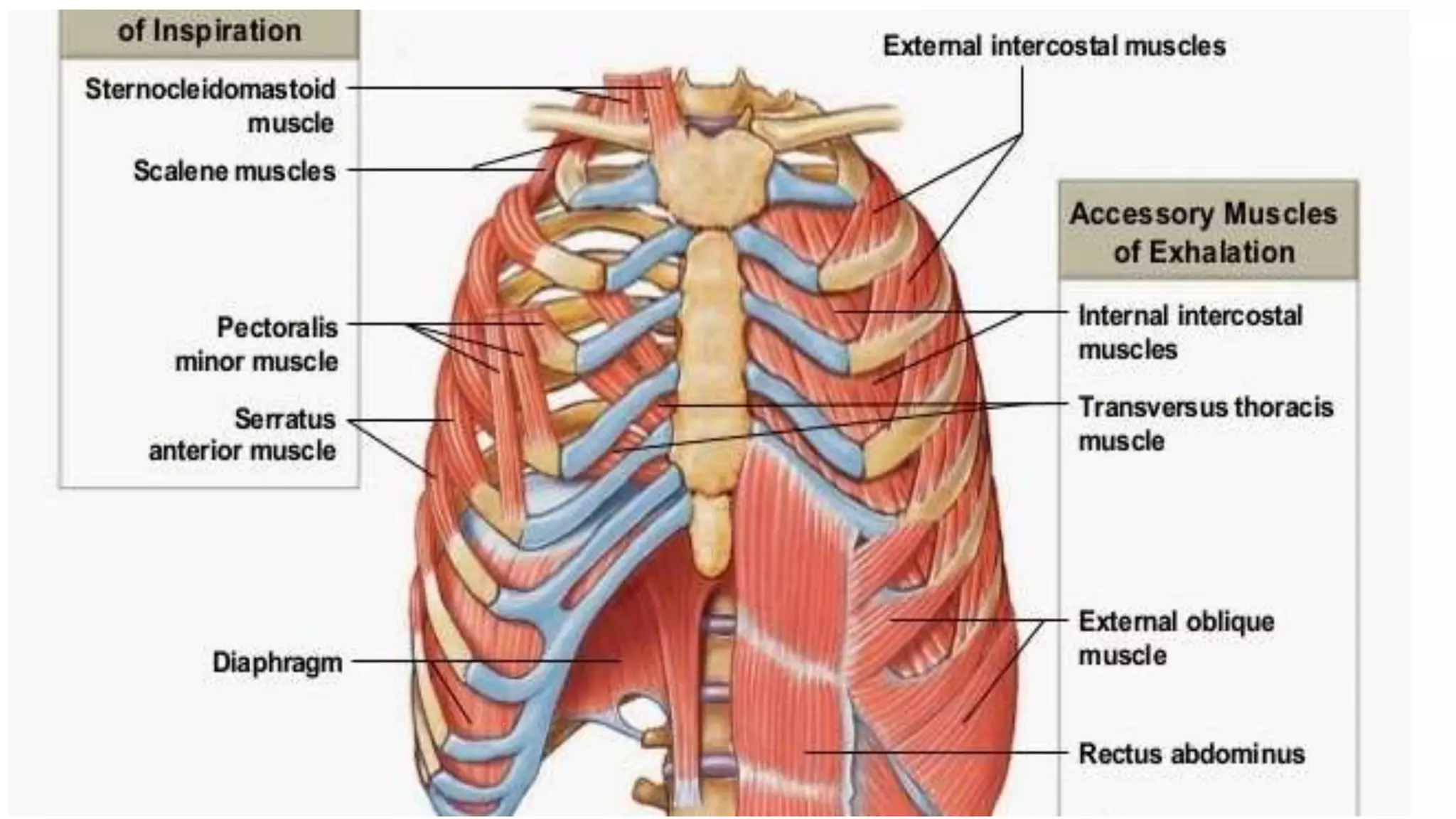 MUSCLES OF RESPIRATION (SHORT) | PPTX