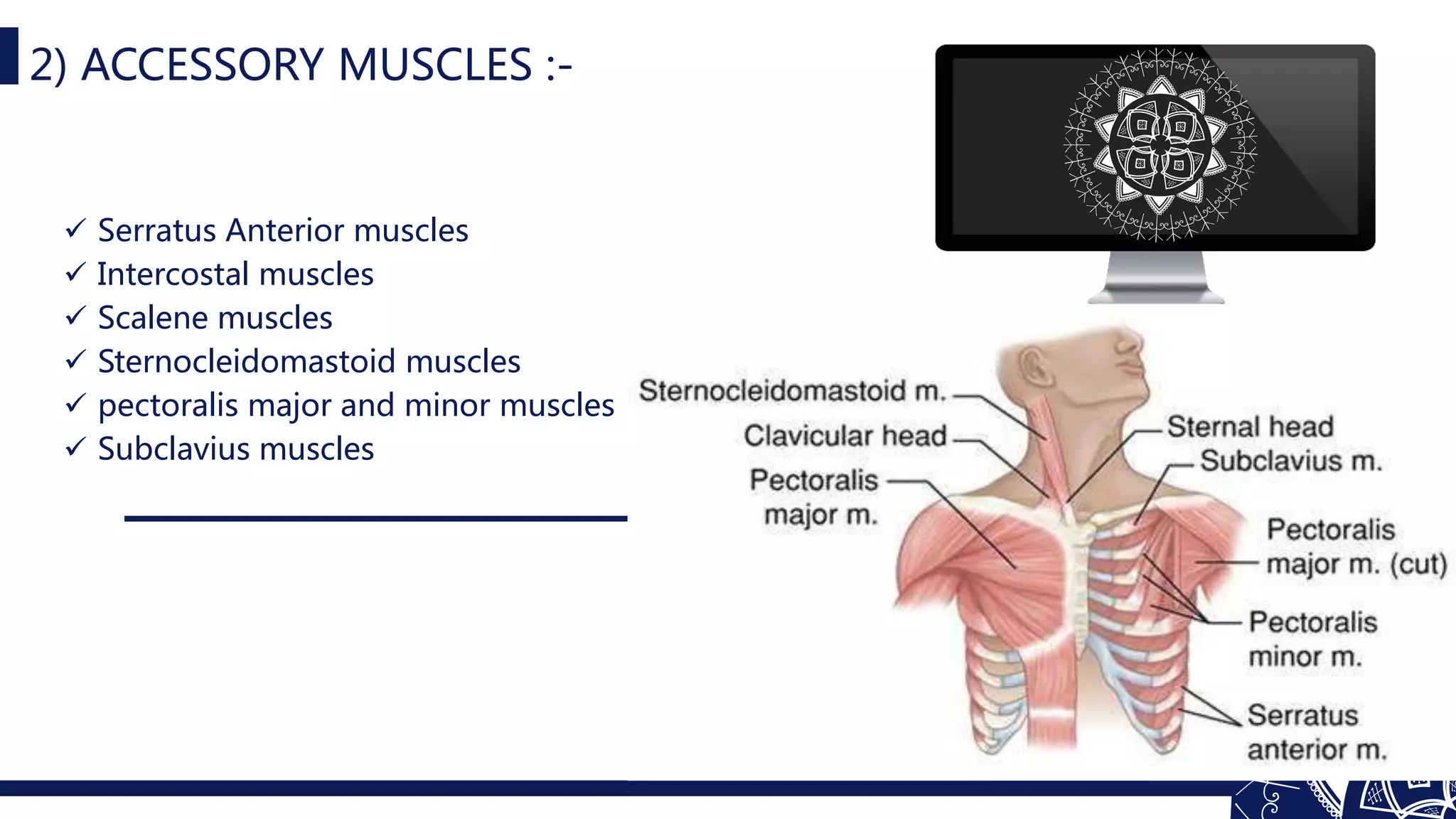 MUSCLES OF RESPIRATION (SHORT) | PPTX