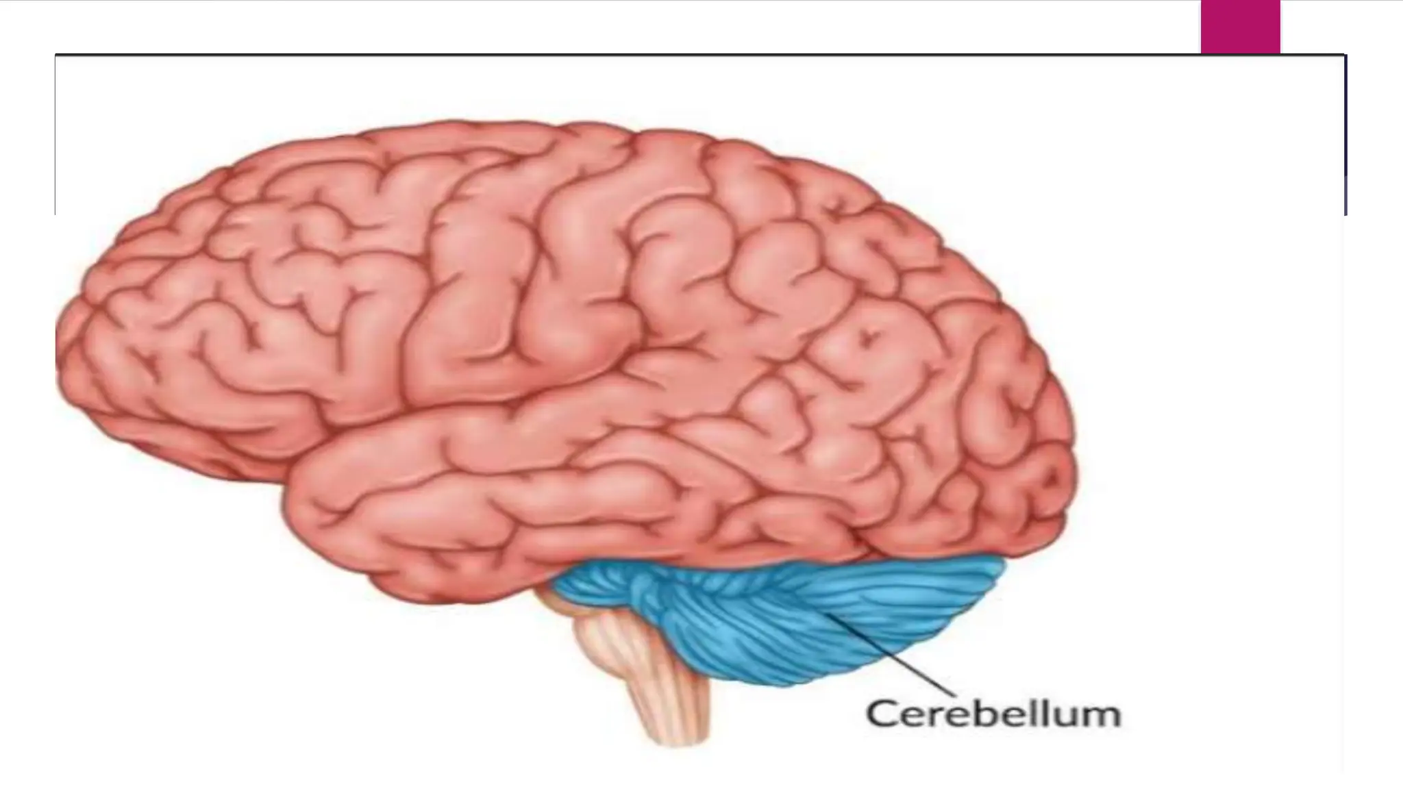 Structure Of Brain Basic Information Anatomy Ppt