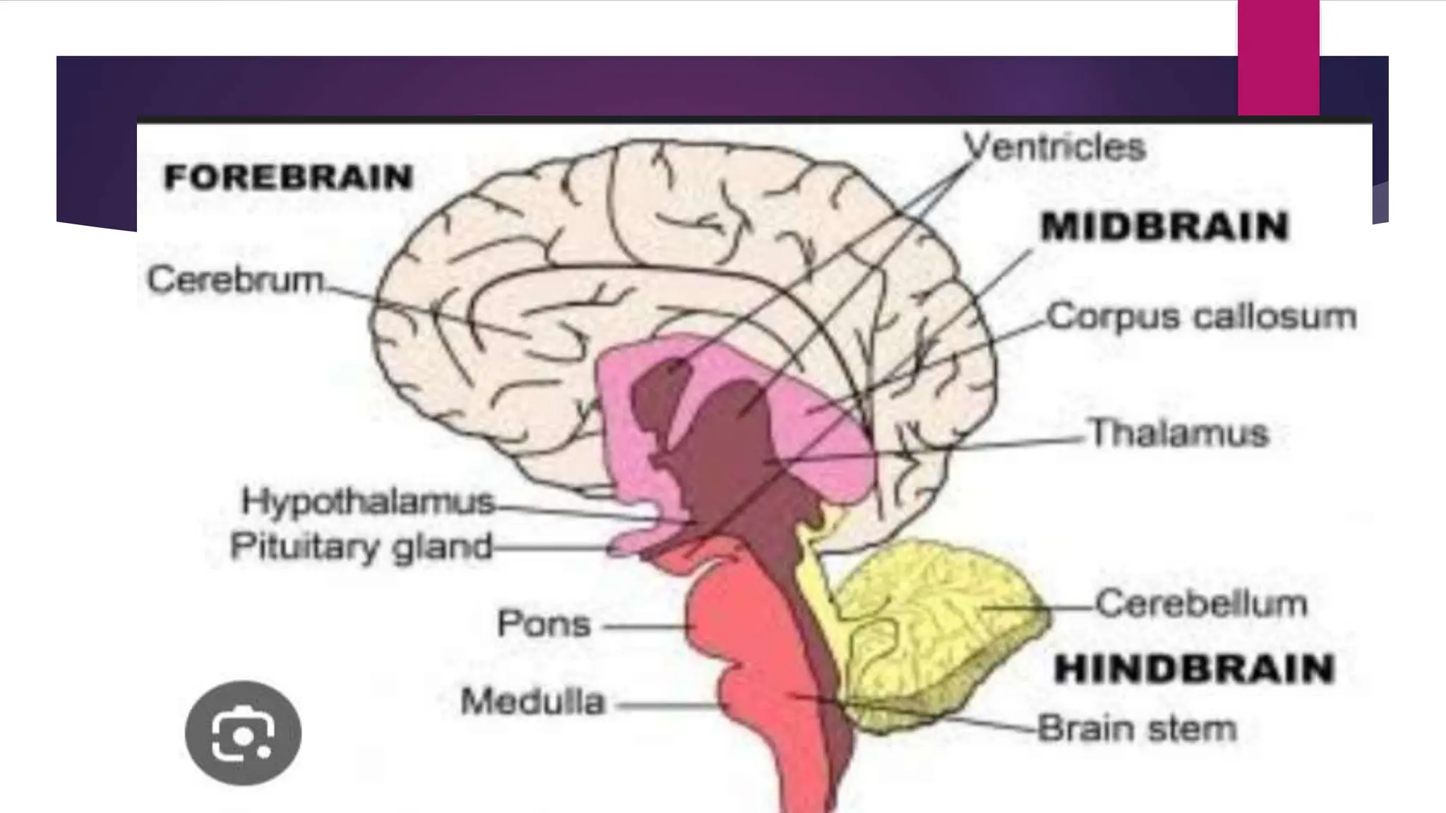 Structure of brain..basic information anatomy | PPTX | Brain and ...