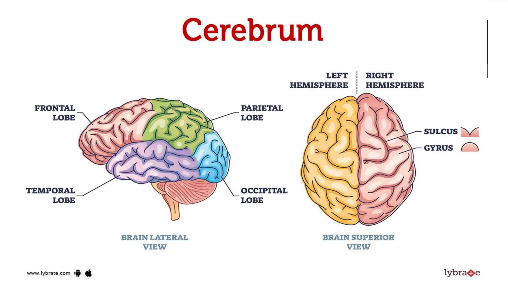 Structure of brain..basic information anatomy | PPTX | Brain and ...