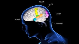 Structure of brain..basic information anatomy | PPTX | Brain and ...