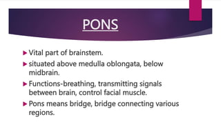 Structure of brain..basic information anatomy | PPTX | Brain and ...