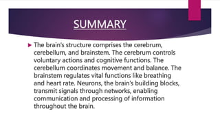 Structure of brain..basic information anatomy | PPTX | Brain and ...